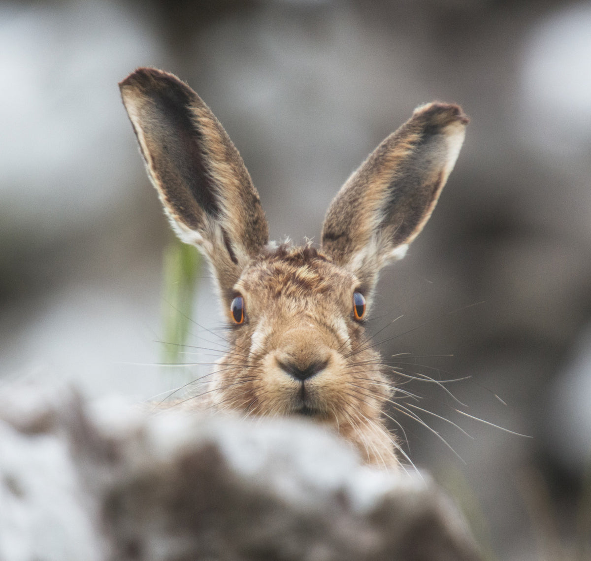 Caught Short Harry Art Glass Worktop Saver – Villager Jim's Shop