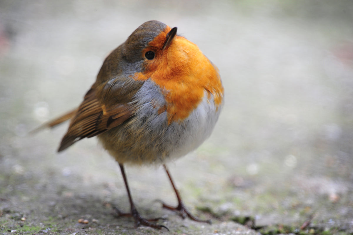 Bobbin Robin Art Canvas – Villager Jim's Shop