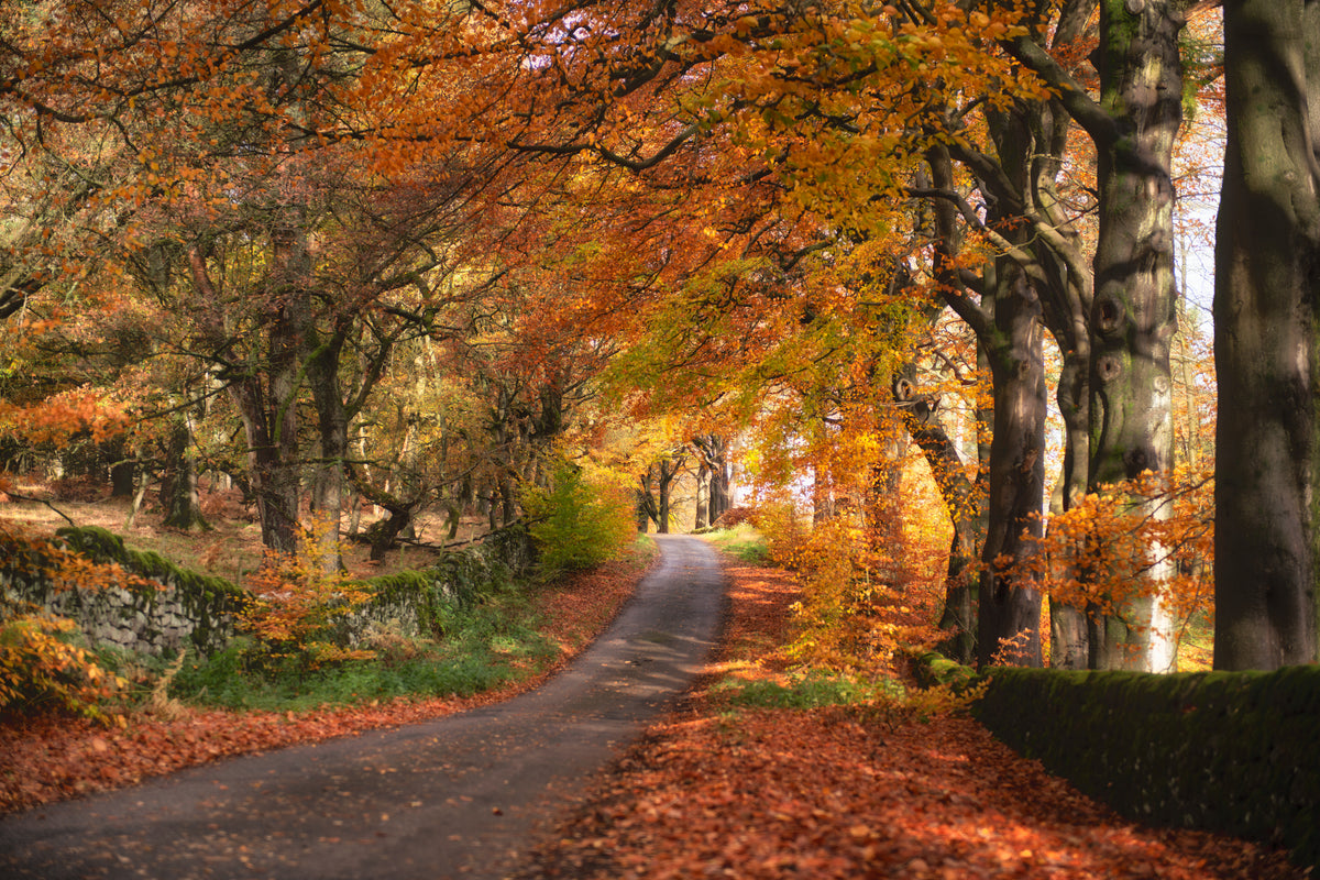 Canopy of Gold Canvas – Villager Jim's Shop