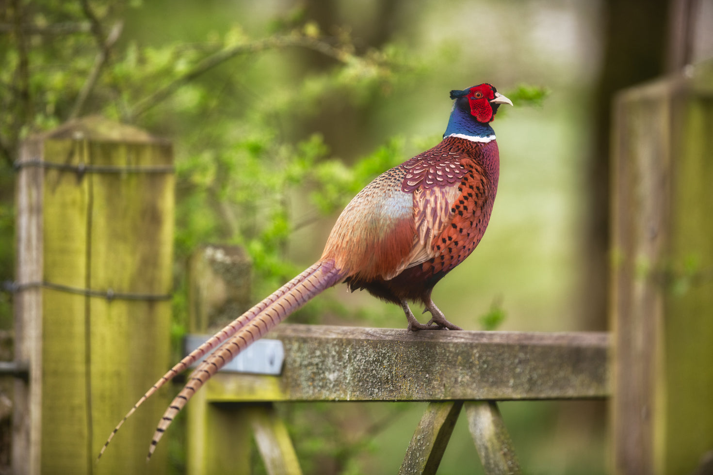 Norman's Gate - Pheasant Canvas – Villager Jim's Shop