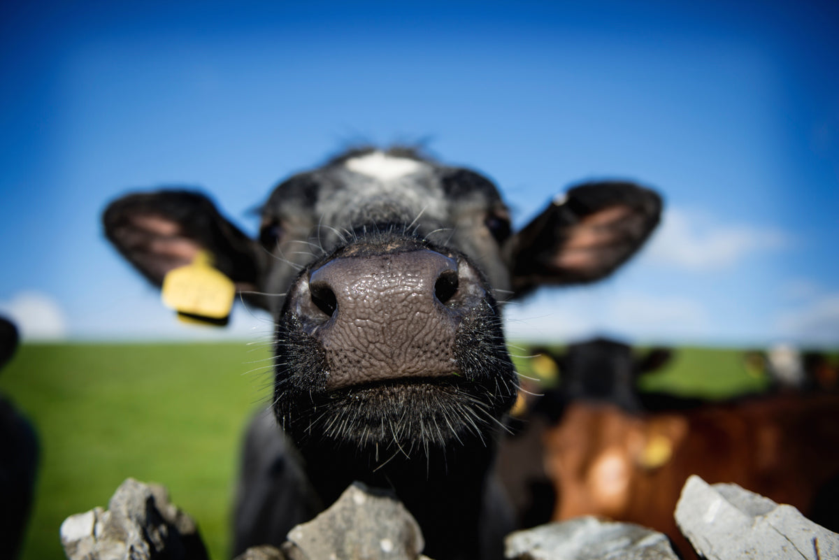 Snotty Cow - Print – Villager Jim's Shop