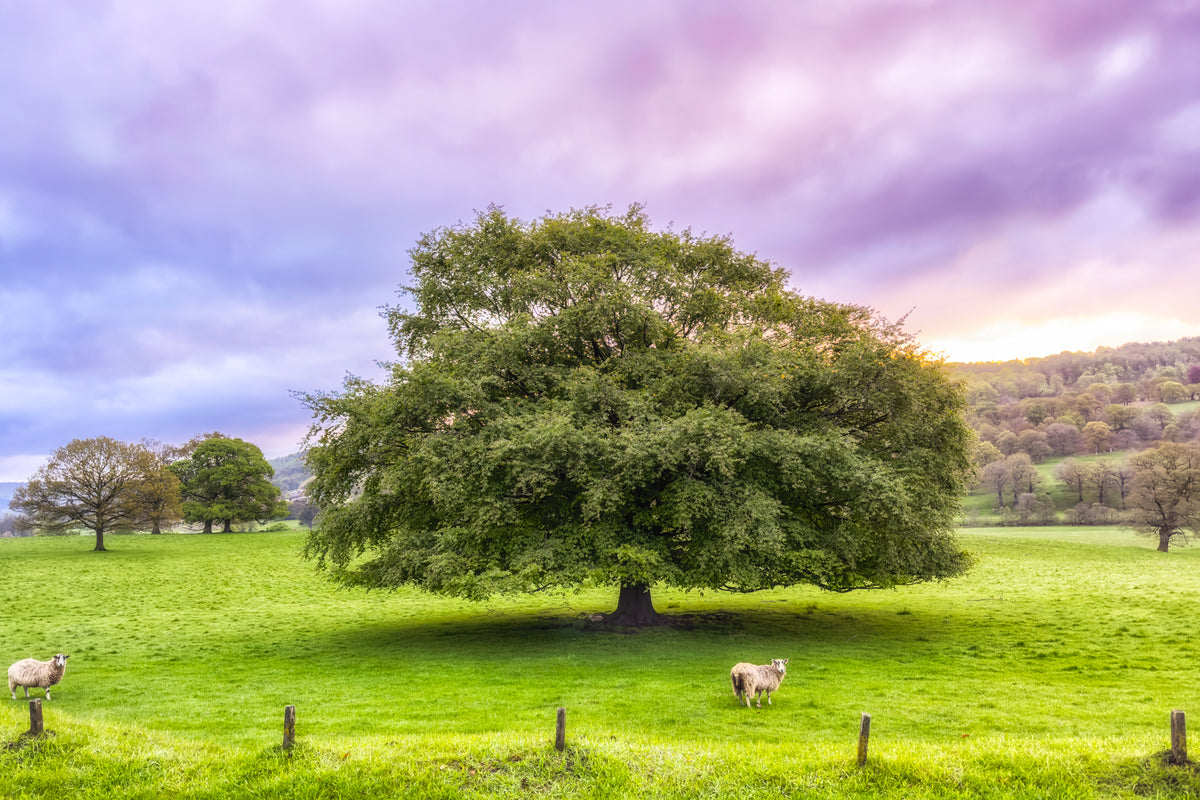 Tree of Life - 4 Seasons - Set of 4 Prints – Villager Jim's Shop