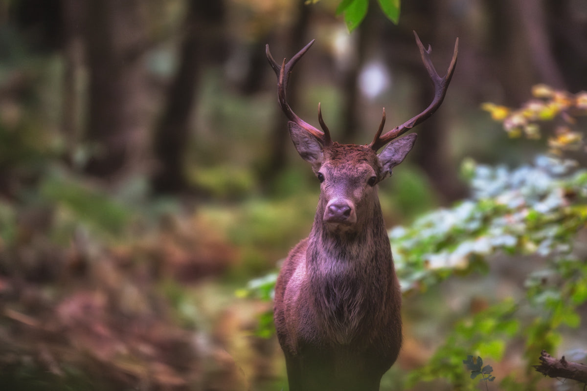 The Stag From a Fairytale - Stag Print – Villager Jim's Shop
