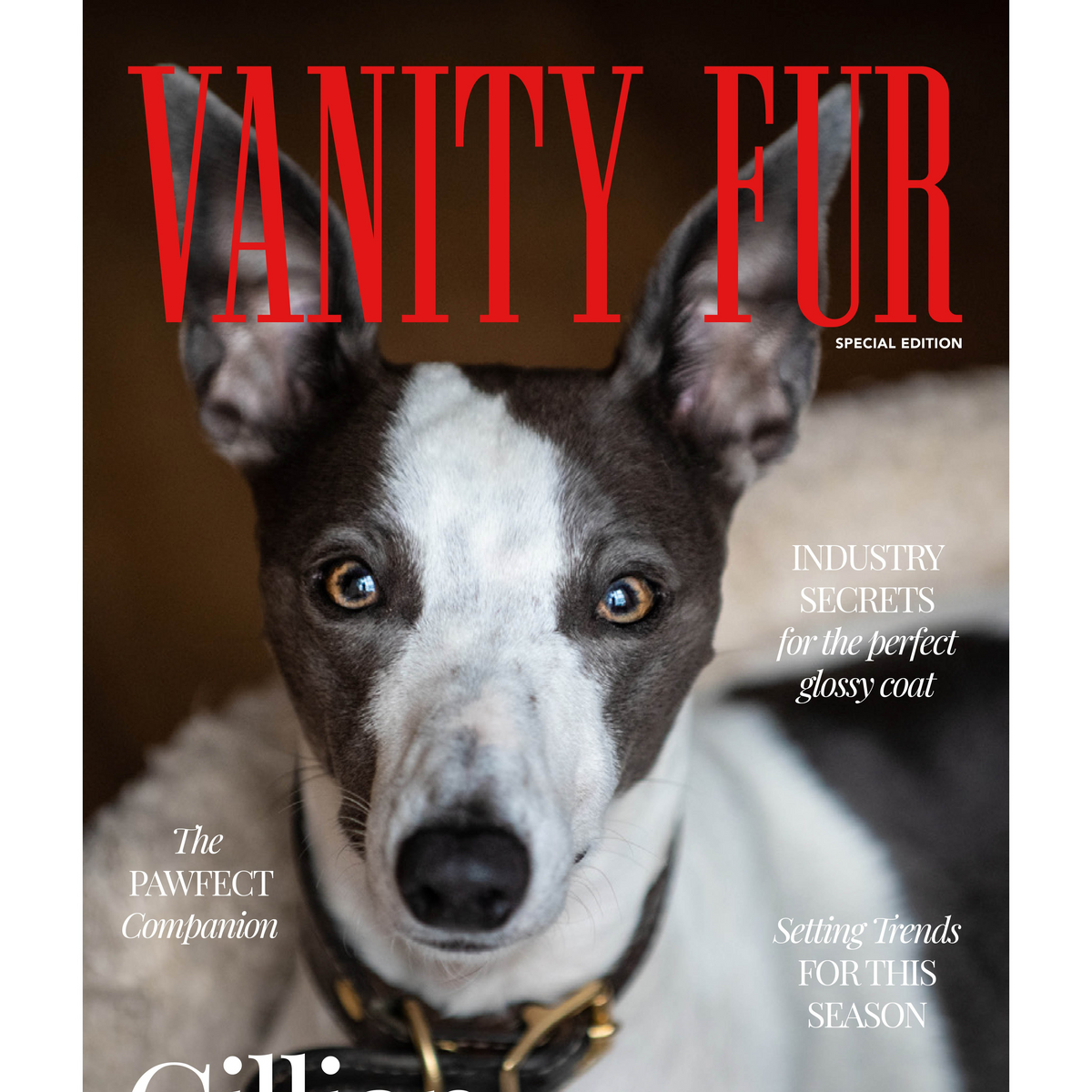 Vanity Fur (Dog) Pet Magazine Cover – Villager Jim's Shop
