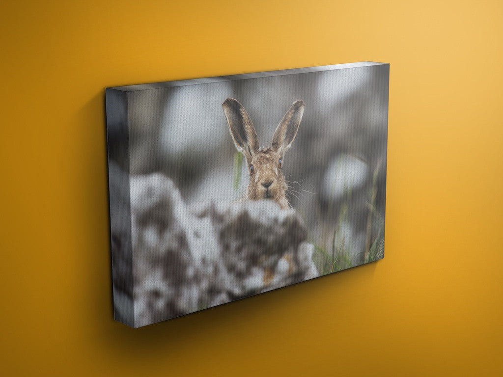 Caught Short Harry - Hare Canvas – Villager Jim's Shop