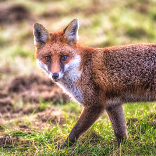 Fox - Rustic Rusted Garden Wildlife Sculpture – Villager Jim's Shop