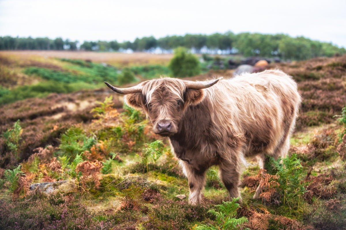 Highland Heather - Highland Cow Canvas – Villager Jim's Shop