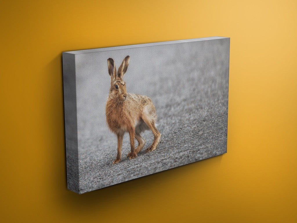 Longstone Larry - Hare Canvas – Villager Jim's Shop