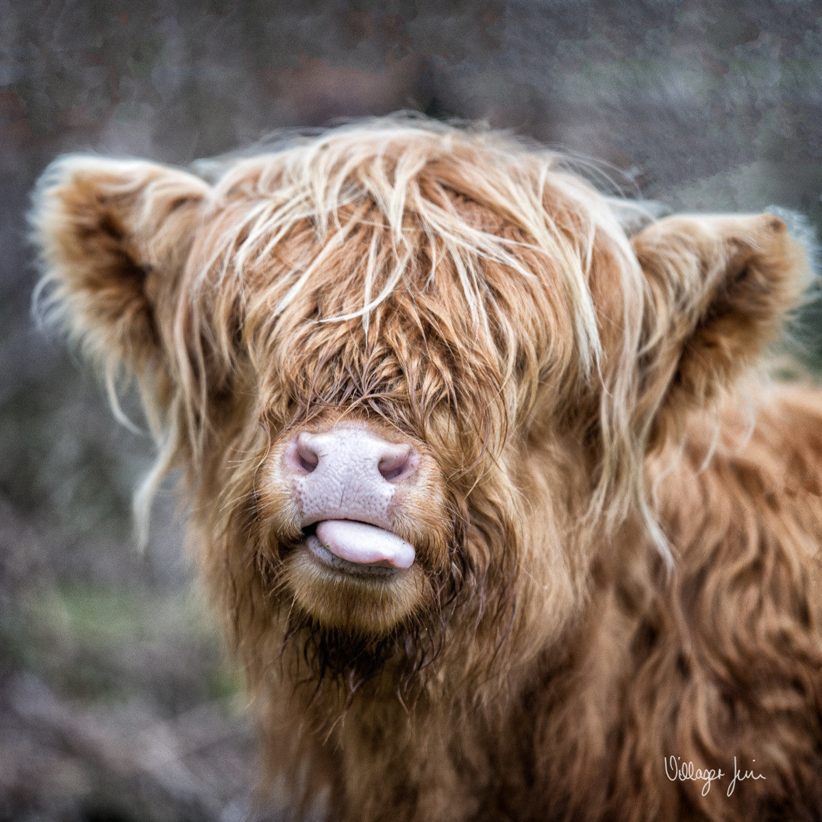 JUMBO ART - RASPBERRY COW - HUGE 1 Metre Square Canvas – Villager Jim's ...