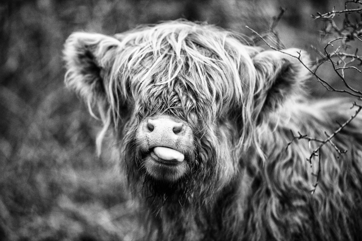 Raspberry Cow MONO SPECIAL EDITION - Cow Canvas – Villager Jim's Shop