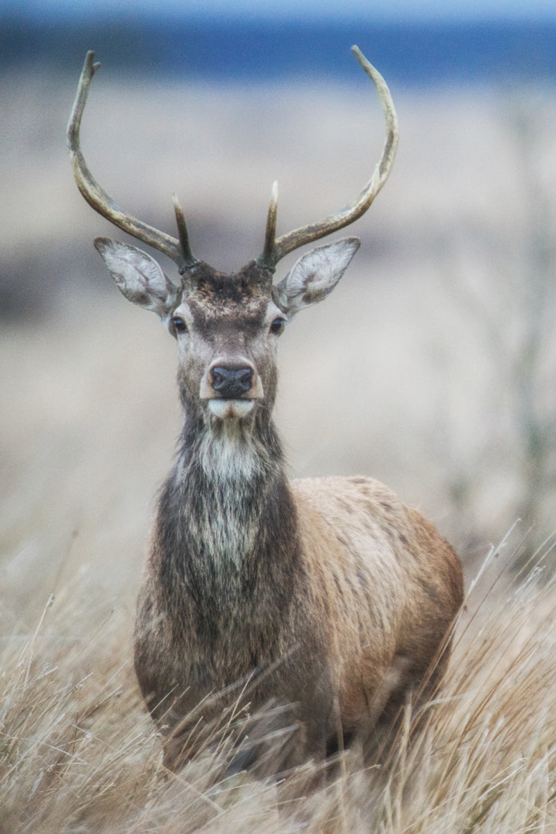 Rumbled Red Deer - Print – Villager Jim's Shop