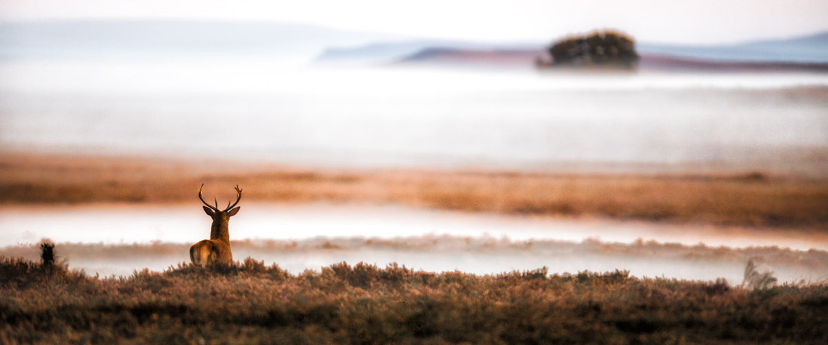 PANORAMIC - THE STAG AND THE HEATHER - 1.2m x 50cm – Villager Jim's Shop