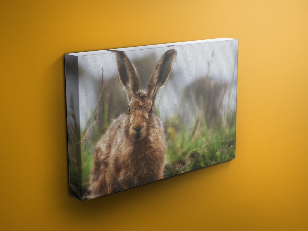 Harry Hare - Hare Canvas – Villager Jim's Shop