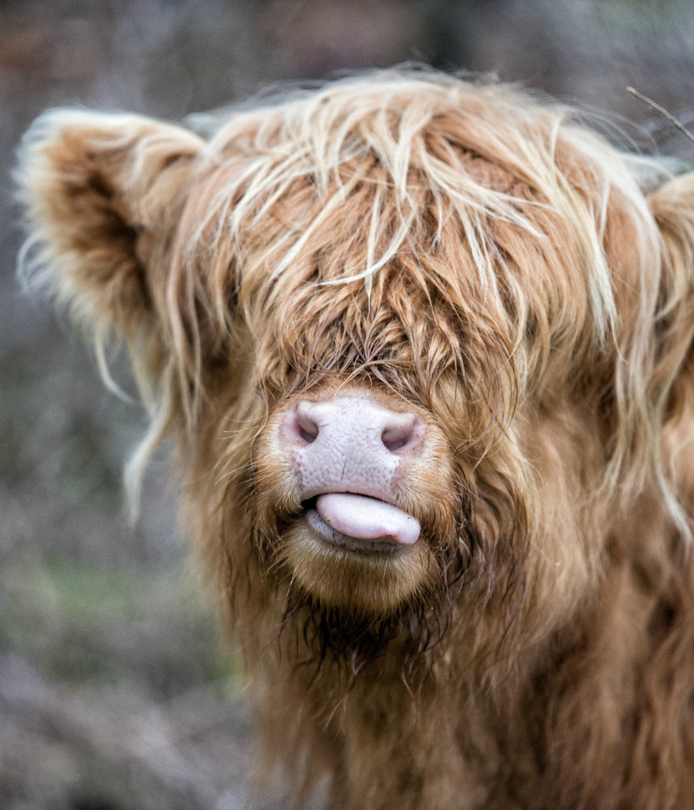 Raspberry Cow Splashback – Villager Jim's Shop